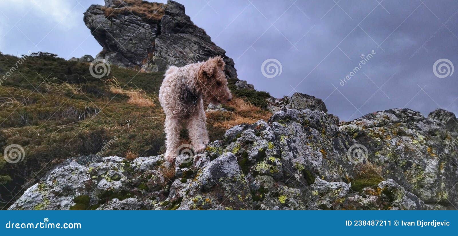 Dog climb on rock stock image. Image of geology, grass - 238487211