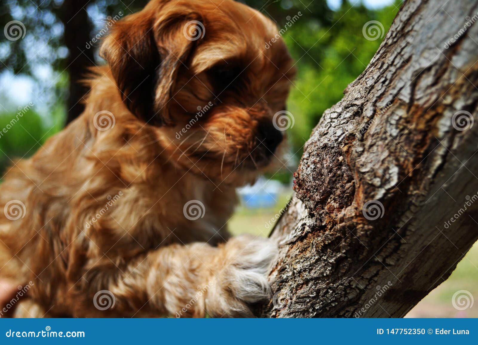Dog Climbing Tree in the Park Stock Photo - Image of furry, outdoor ...