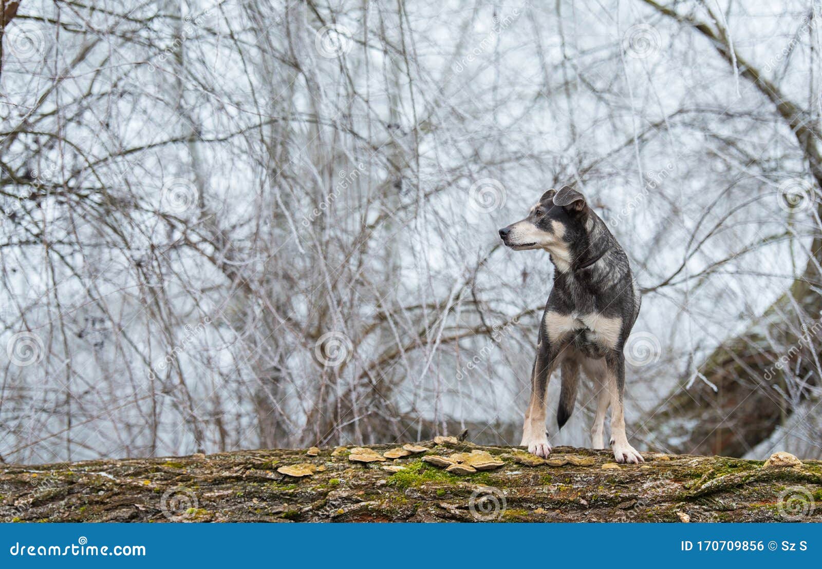 Dog Climbing on a Tree Trunk in the Nature Stock Photo - Image of mixed ...