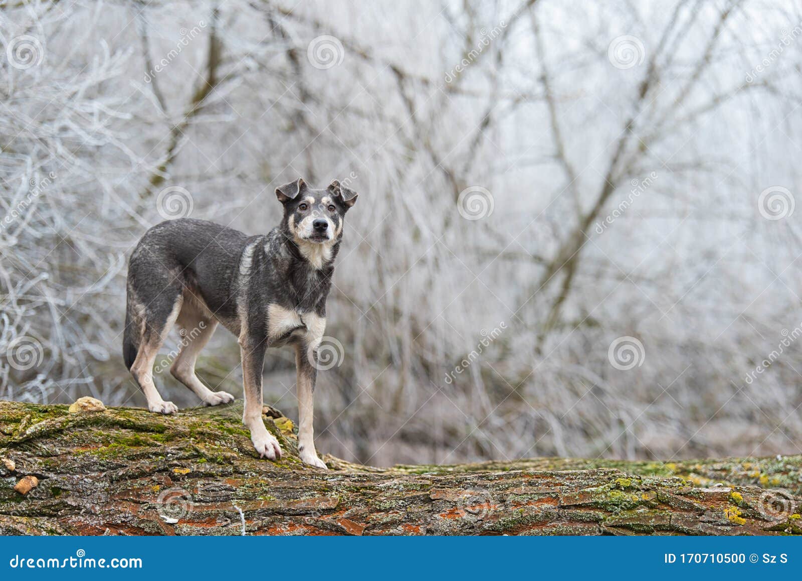 Dog Climbing on a Tree Trunk in the Nature Stock Photo - Image of mixed ...