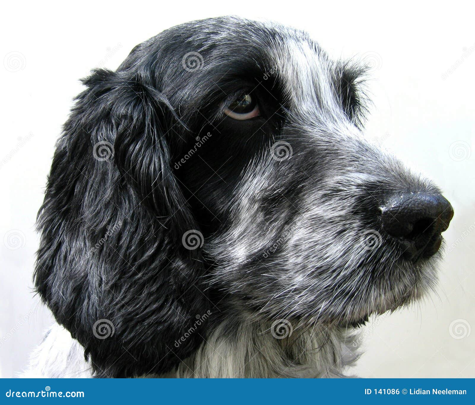 Dog-close-up stock photo. Image of breed, lifestyle, black - 141086