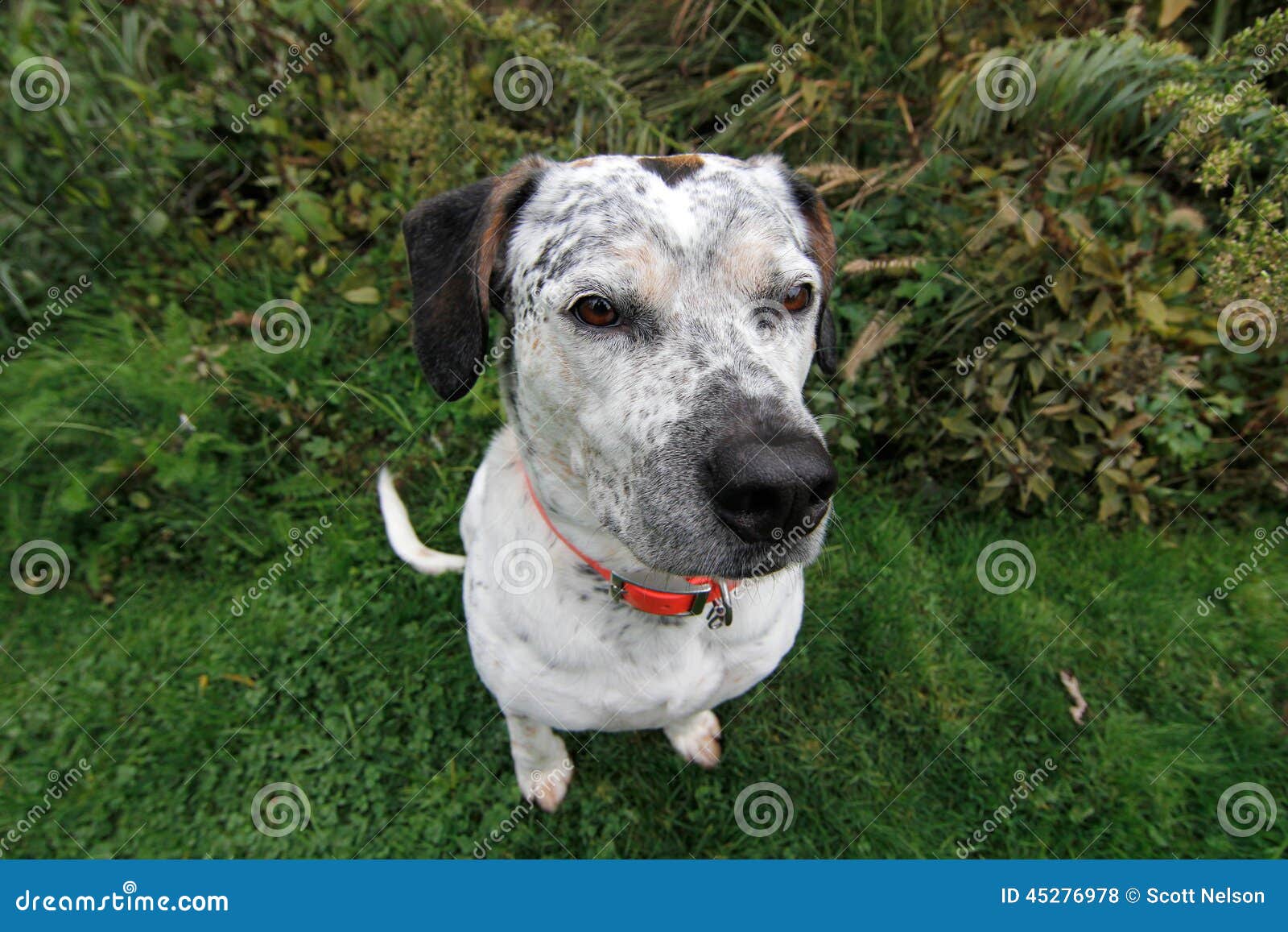 Dog stock photo. Image of exaggerated, obedient, sitting - 45276978