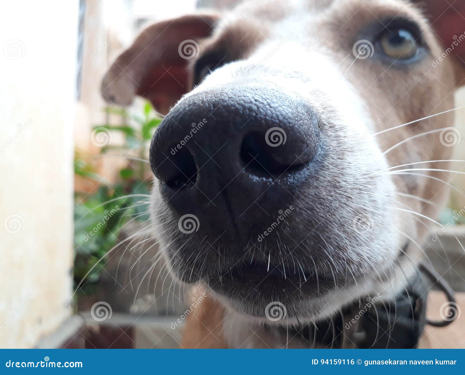 Dog stock photo. Image of closer, looking, dogs, pets - 94159116