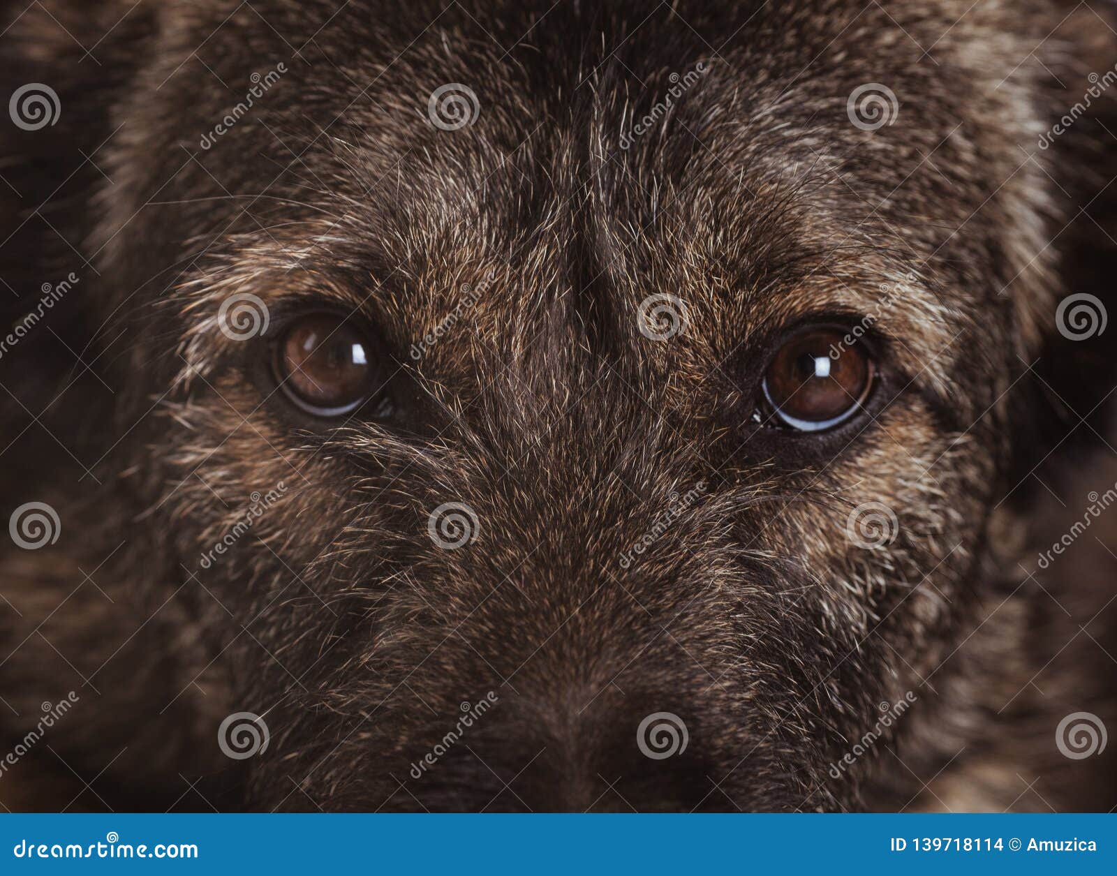 Dog closeup. front view stock photo. Image of mongrel - 139718114