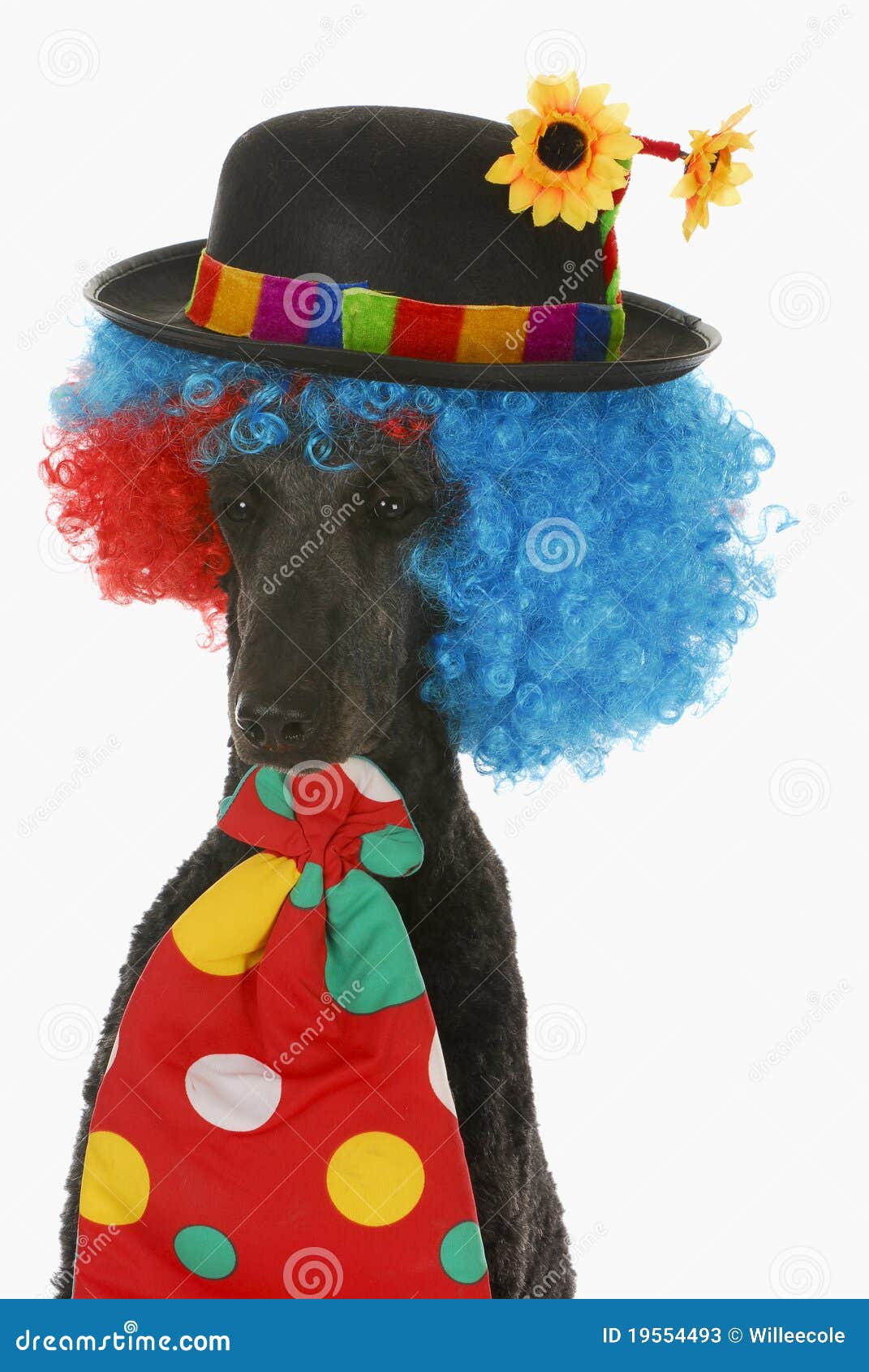 Dog clown stock image. Image of canine, poodle, halloween - 19554493