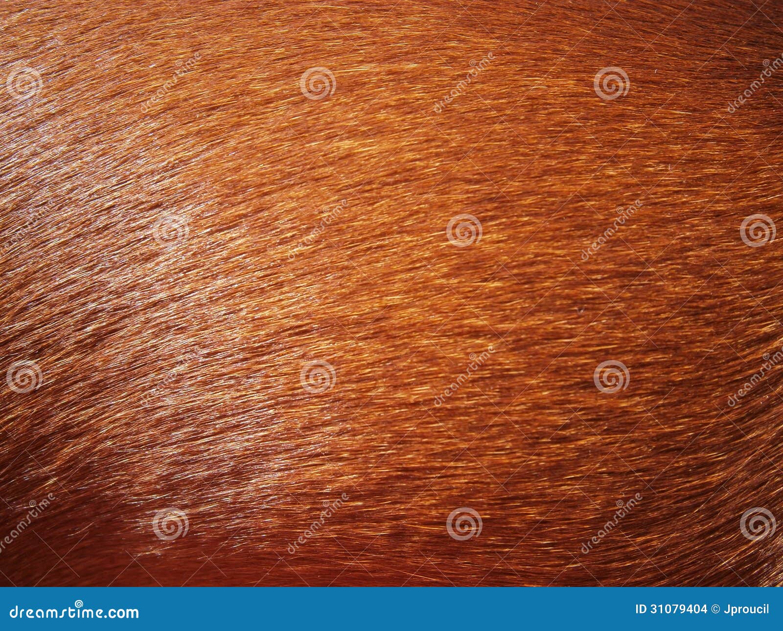 Dog coat texture stock photo. Image of nature, animal - 31079404