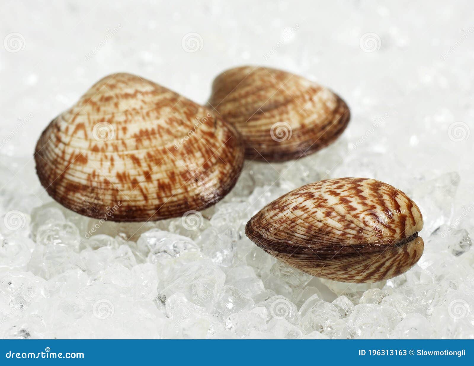 Dog Cockle Shell, Glycymeris Glycymeris, Fresh Shells on Ice Stock ...
