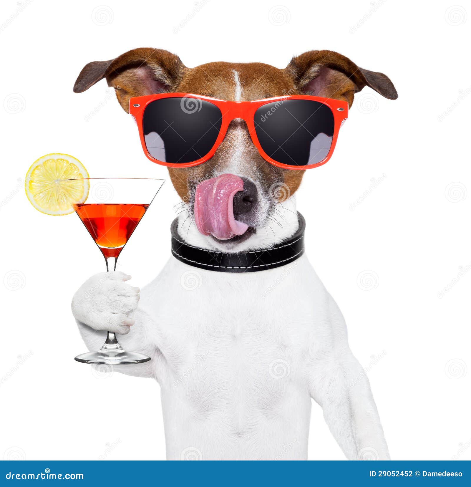 Dog with cocktail stock photo. Image of holiday, lick - 29052452