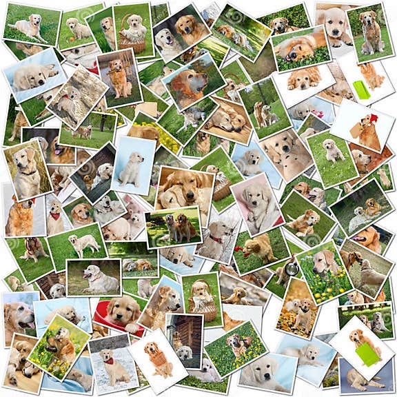 Dog collage - 101 pieces stock image. Image of portrait - 27688671