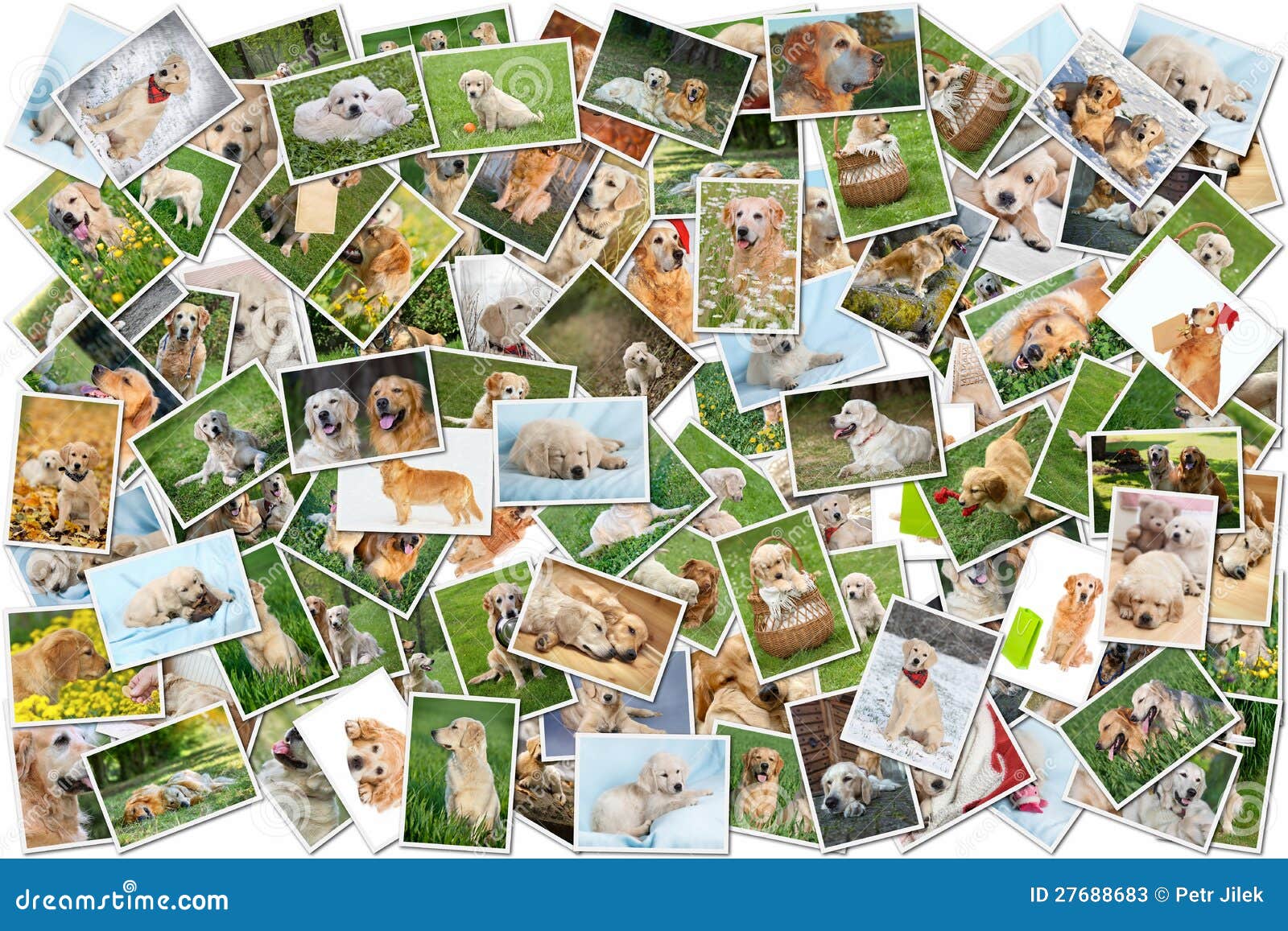 Dog collage - 101 pieces stock image. Image of cute, domestic - 27688683