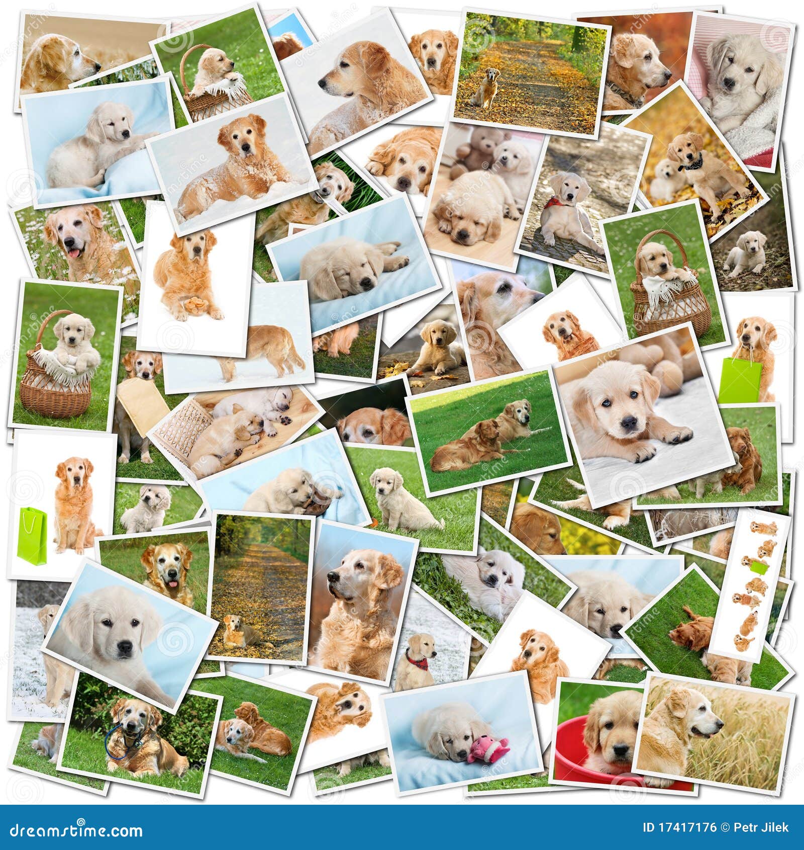 Dog collage stock photo. Image of happy, animal, face - 17417176