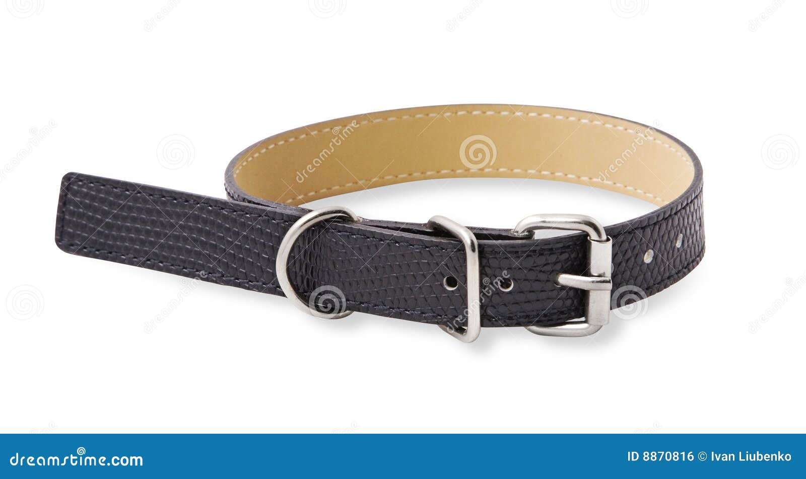 Dog collar stock photo. Image of isolated, doggy, obedience - 8870816