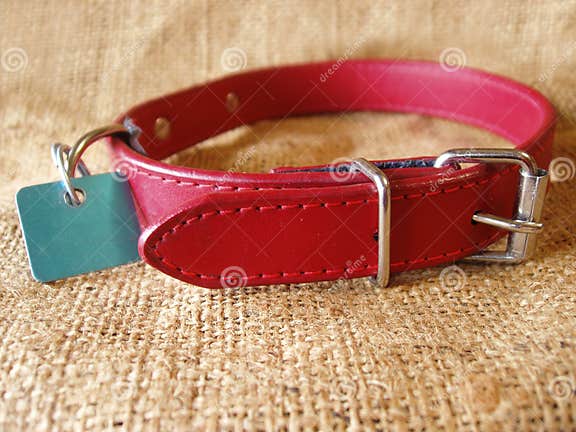 Dog Collar with Identification Tag Stock Photo - Image of hook, colour ...