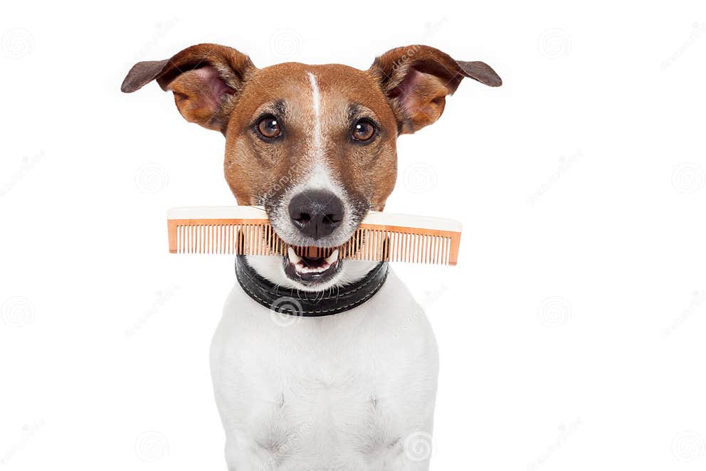 Dog with comb stock photo. Image of canine, humor, pretty - 25092884