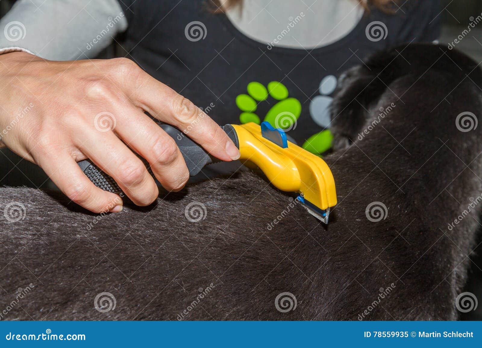 Dog combing stock image. Image of ministration, medical - 78559935