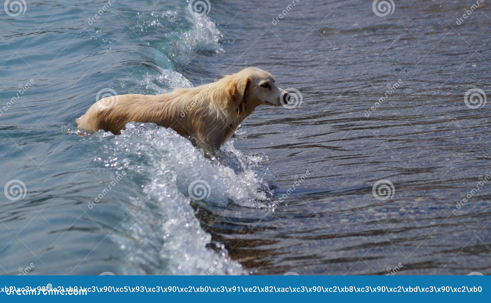 A Dog Coming in from the Sea Stock Image - Image of coming, animal ...