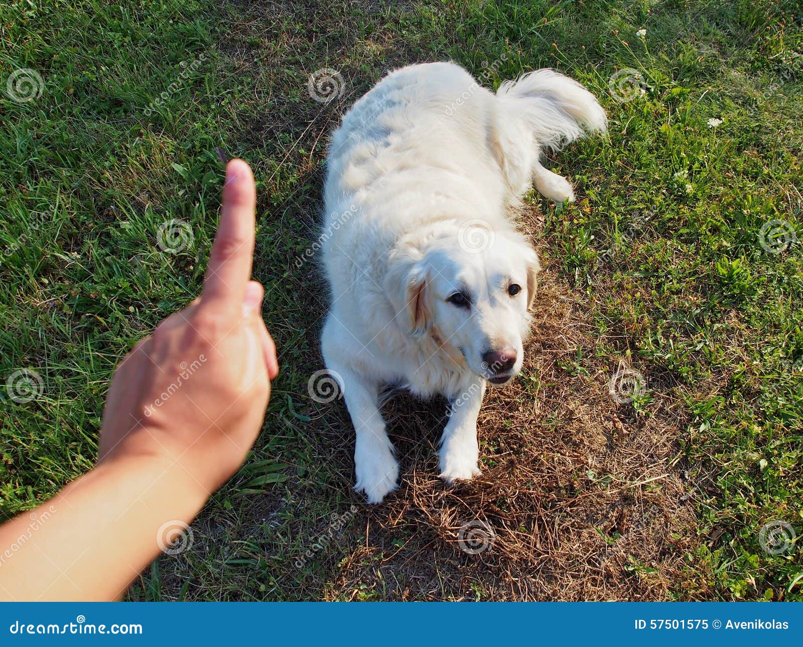 Dog Command: Stay stock image. Image of golden, communication - 57501575