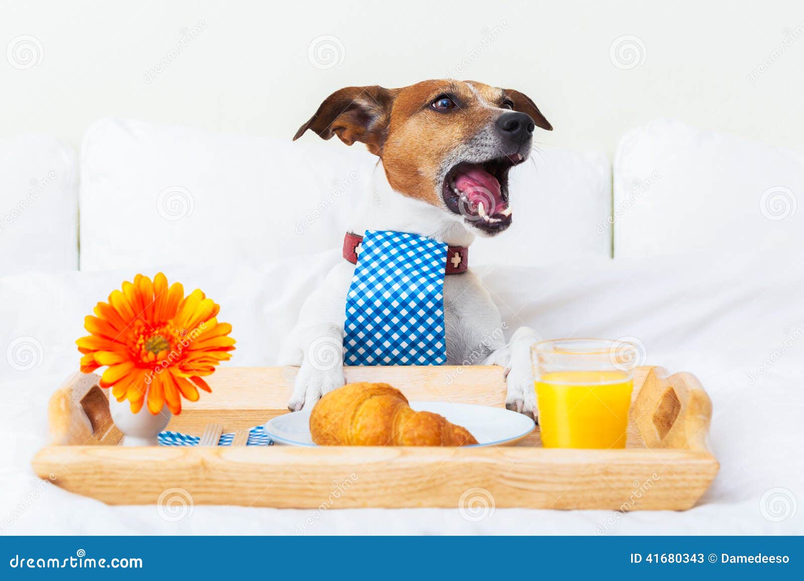 Dog complaining stock image. Image of healthy, assistance - 41680343