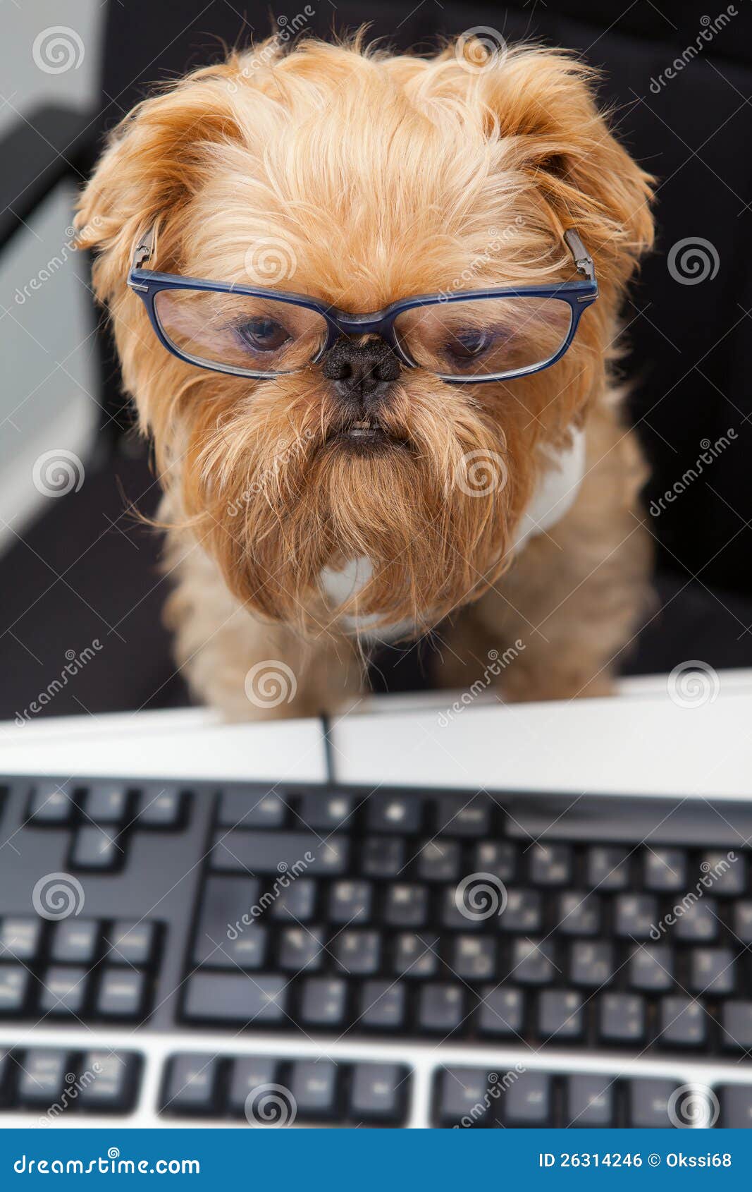 Dog and computer stock photo. Image of equipment, bruxellois - 26314246
