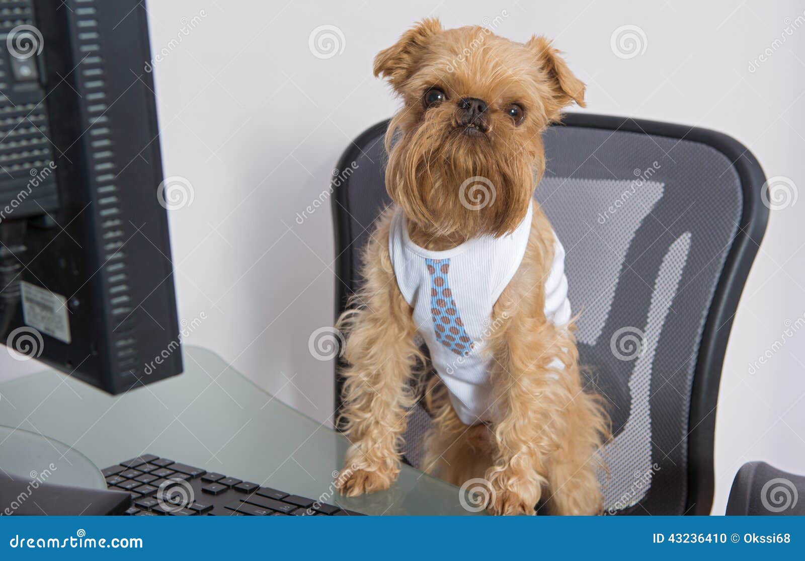 Dog and the computer stock photo. Image of table, equipment - 43236410