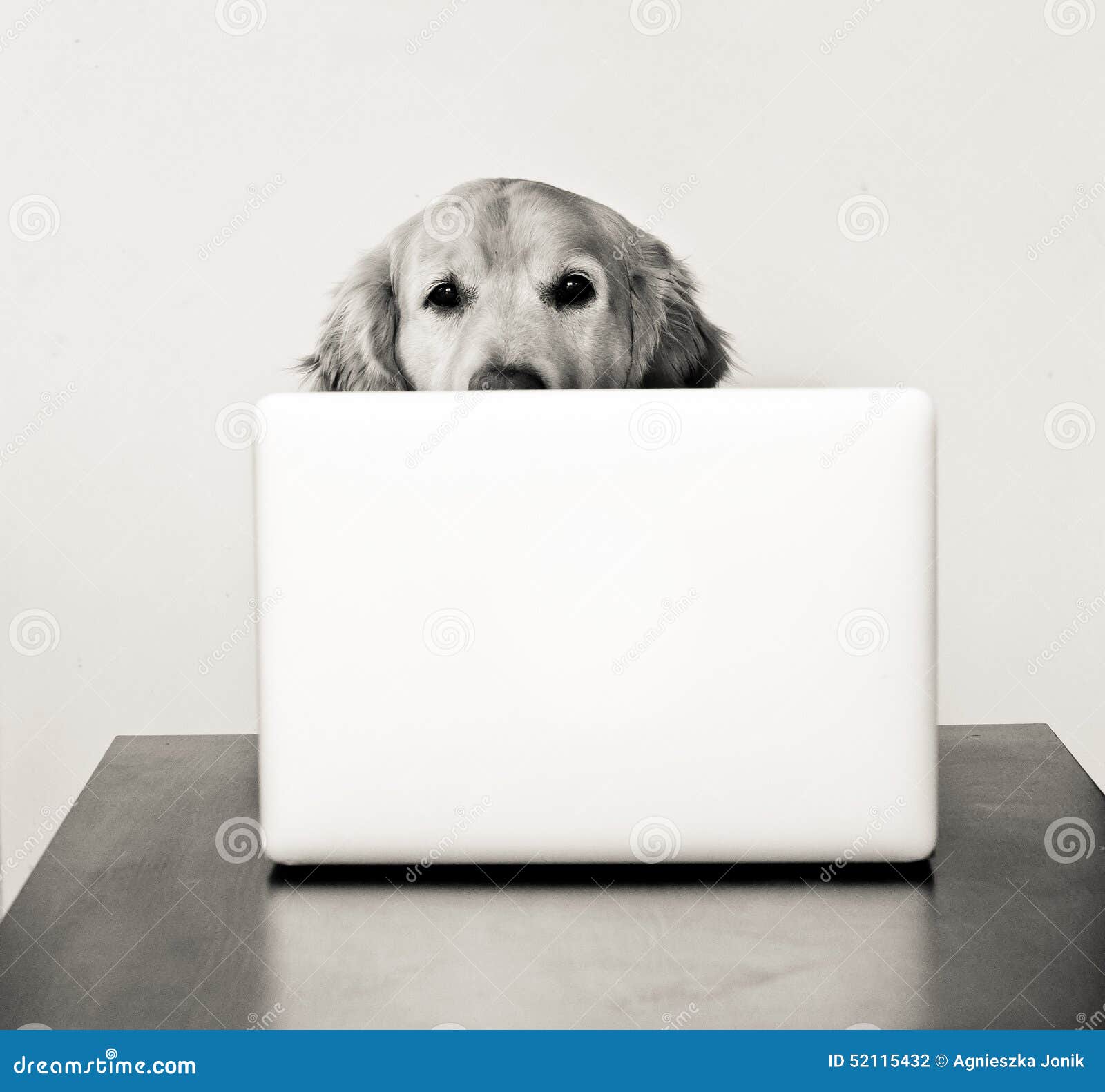 Dog at the computer stock photo. Image of internet, sitting - 52115432