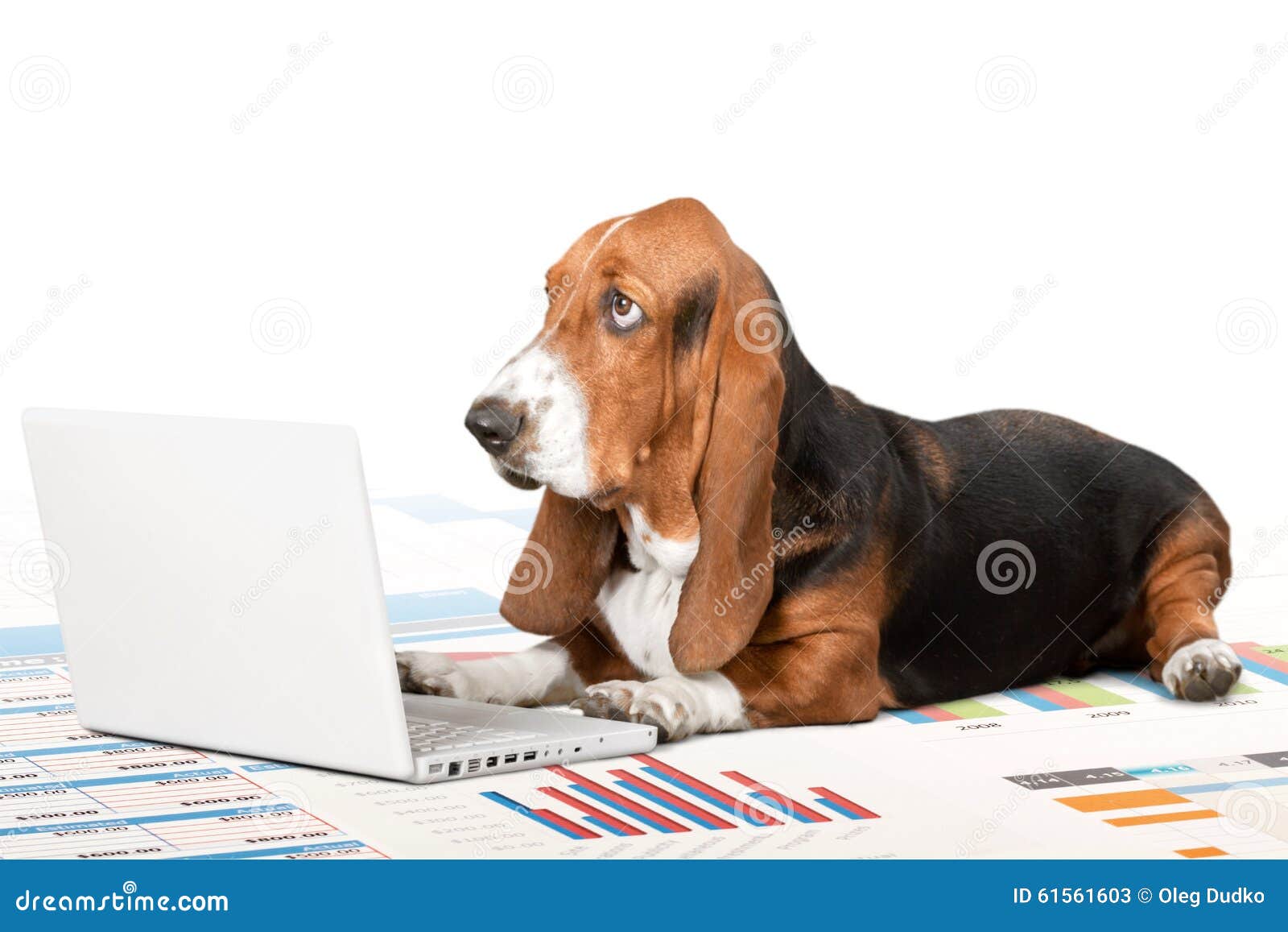 Dog stock image. Image of concepts, working, computer - 61561603