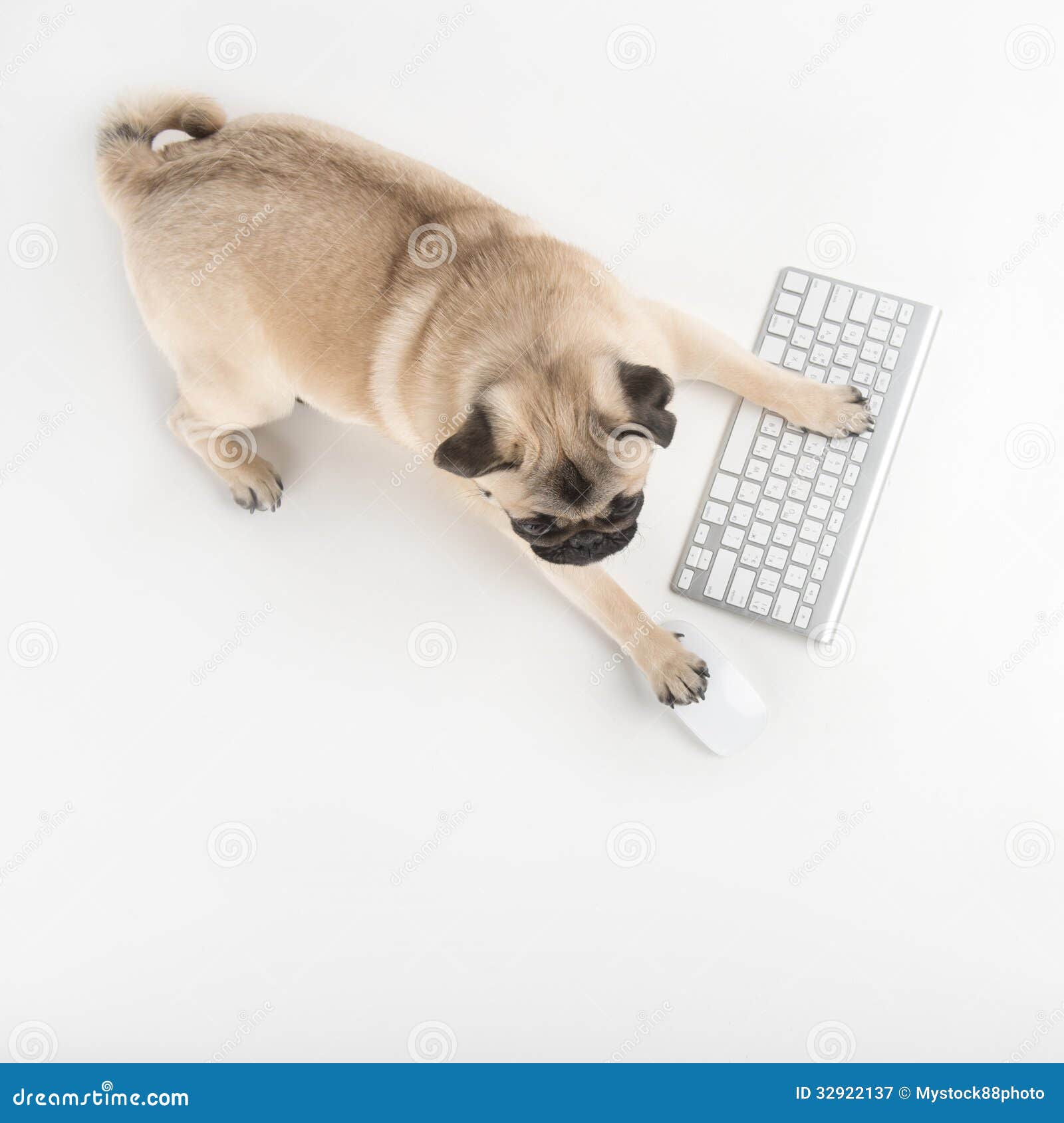 Dog with Computer Keyboard. Stock Image - Image of small, horizontal ...