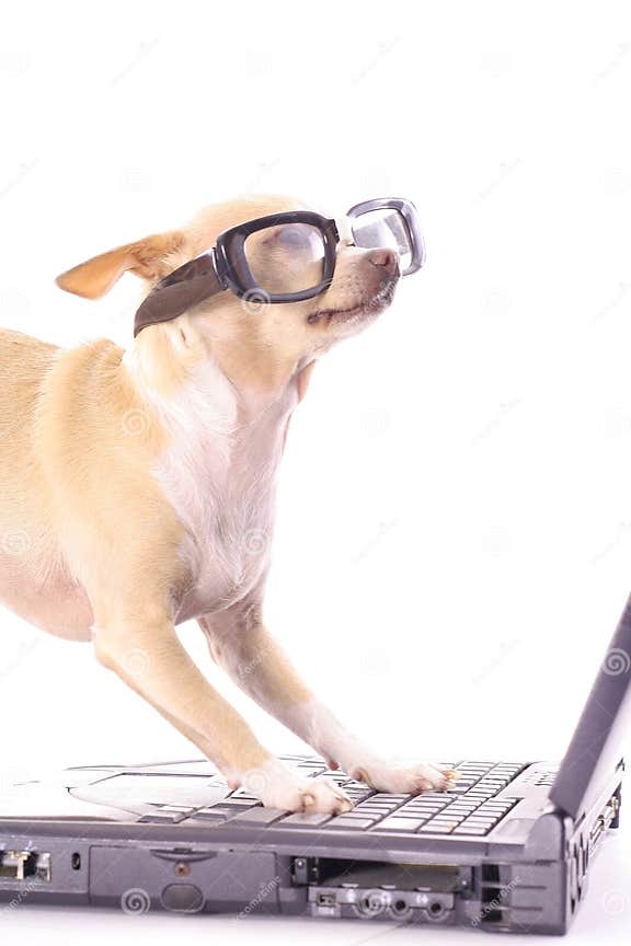 Dog on Computer Reading Emails Stock Image - Image of loyal, adorable ...