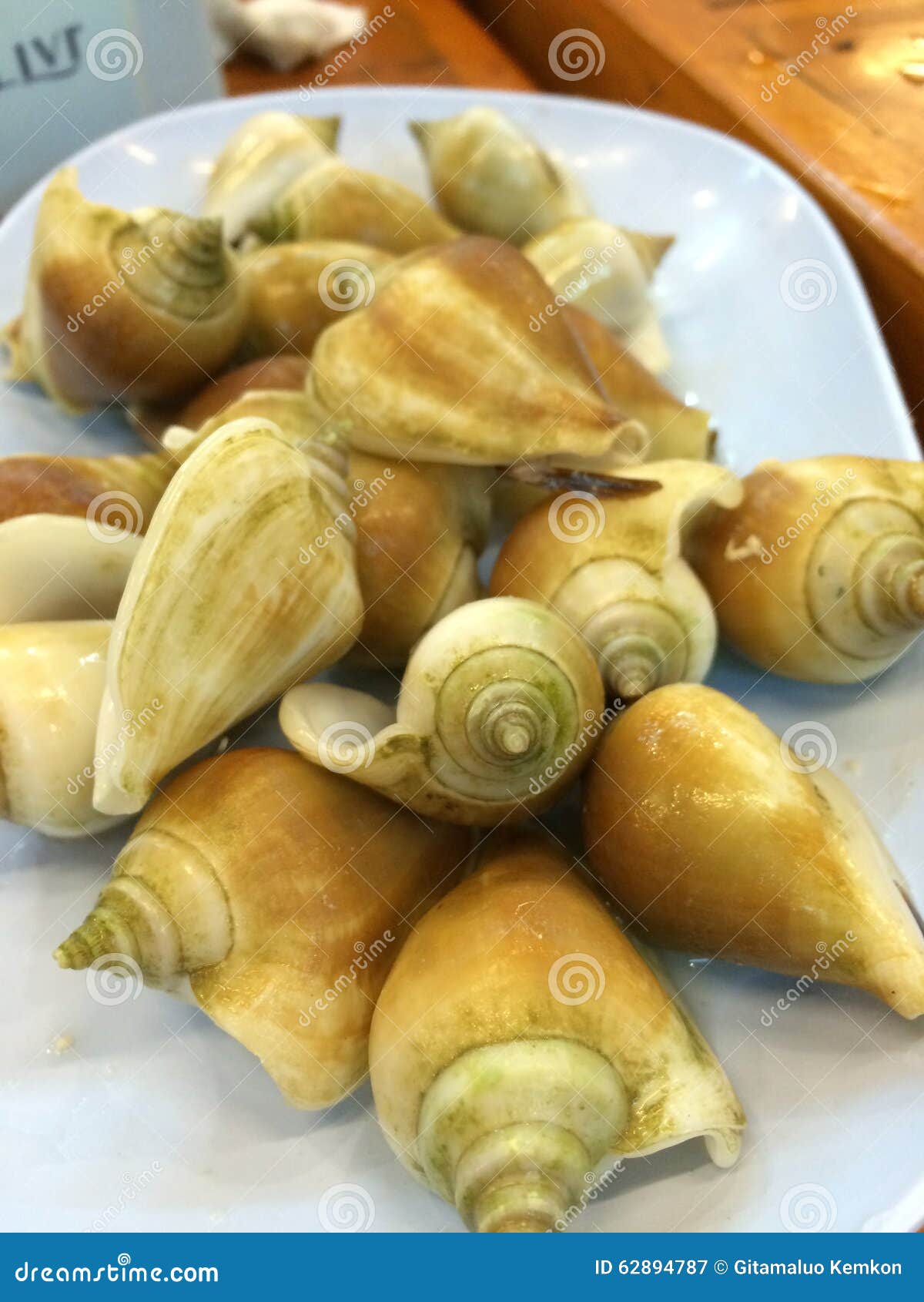 Dog Conch stock image. Image of thailand, phuket, conch - 62894787