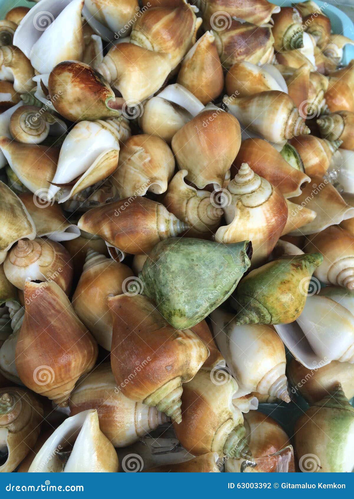 Dog Conch,Wing Shell stock photo. Image of lsland, wing - 63003392