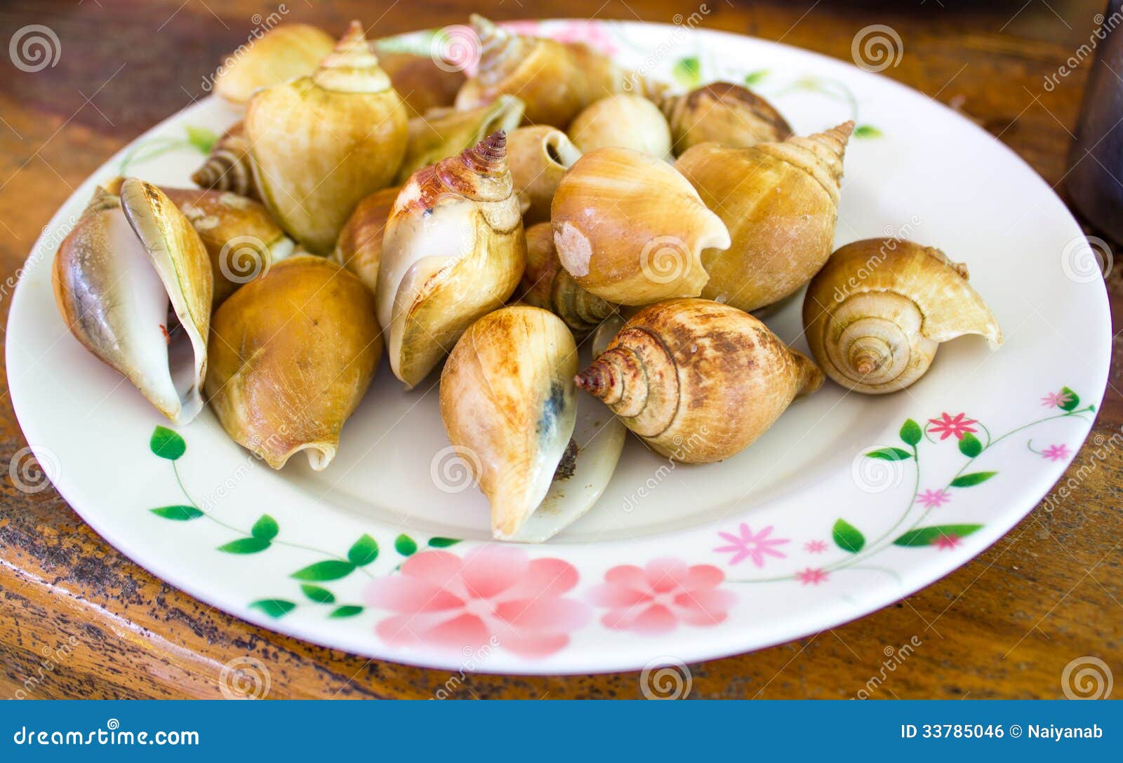 Dog Conch, Wing Shell stock photo. Image of wing, conch - 33785046