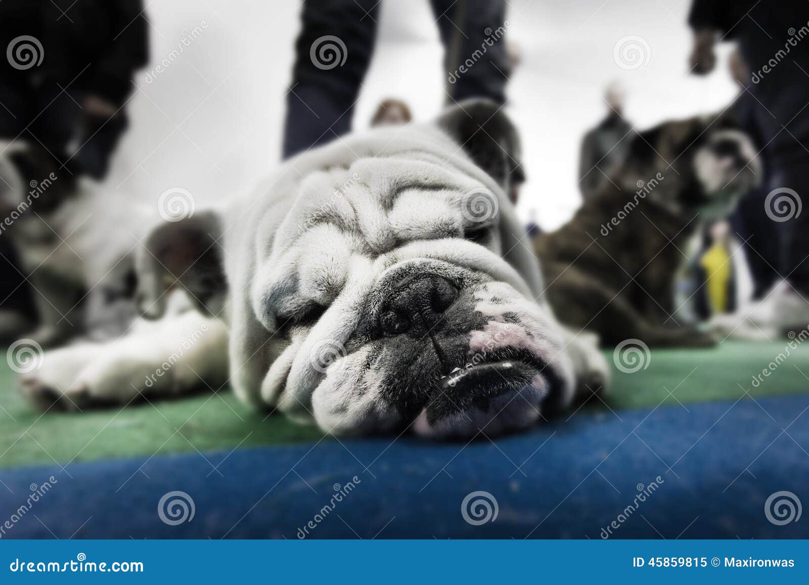 Dog contest stock image. Image of animal, exibition, canine - 45859815