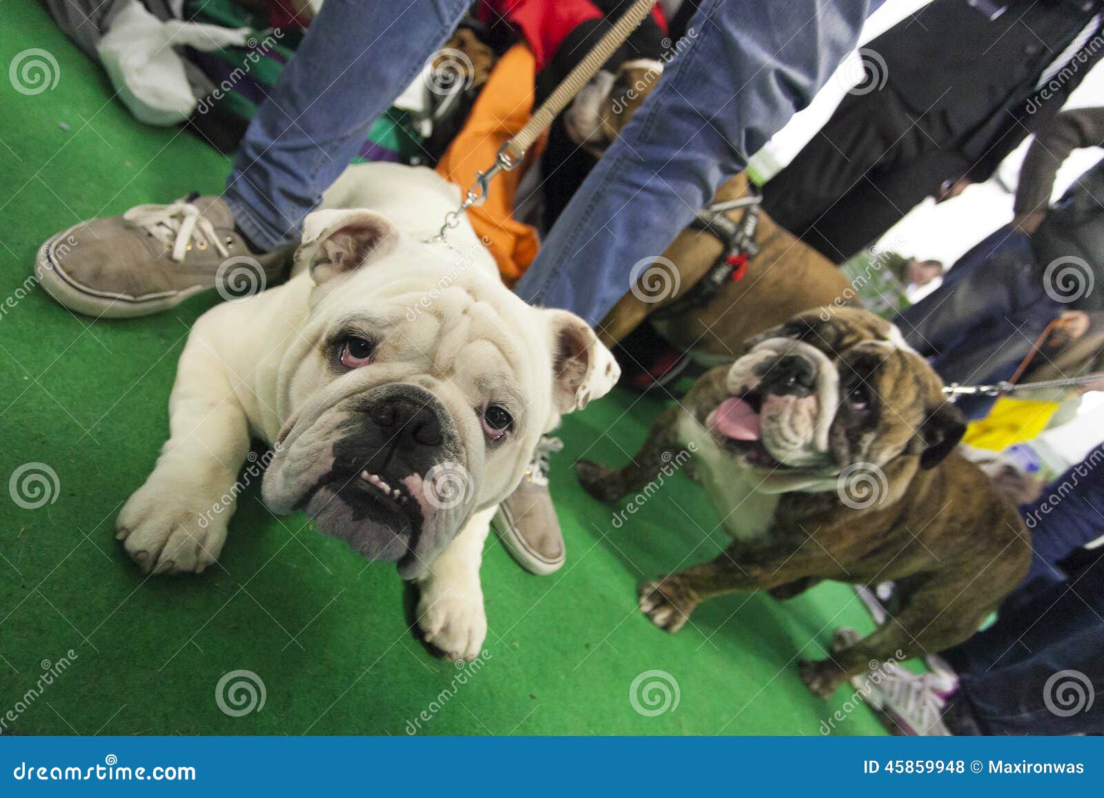 Dog contest stock photo. Image of backstage, exibition - 45859948