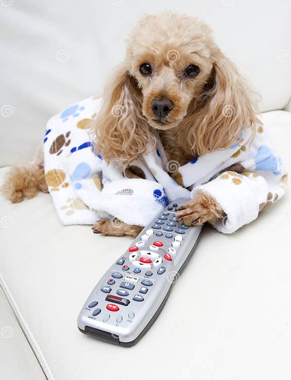Dog Controls the Remote stock photo. Image of poodle - 28160734