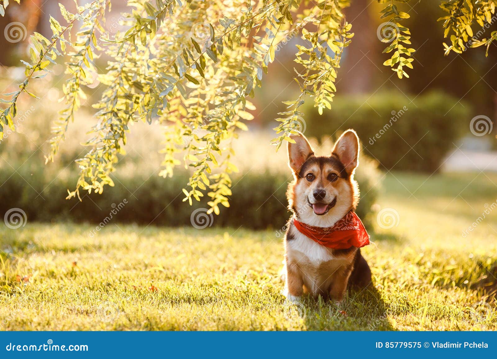 Dog Corgi under the tree stock image. Image of canine - 85779575