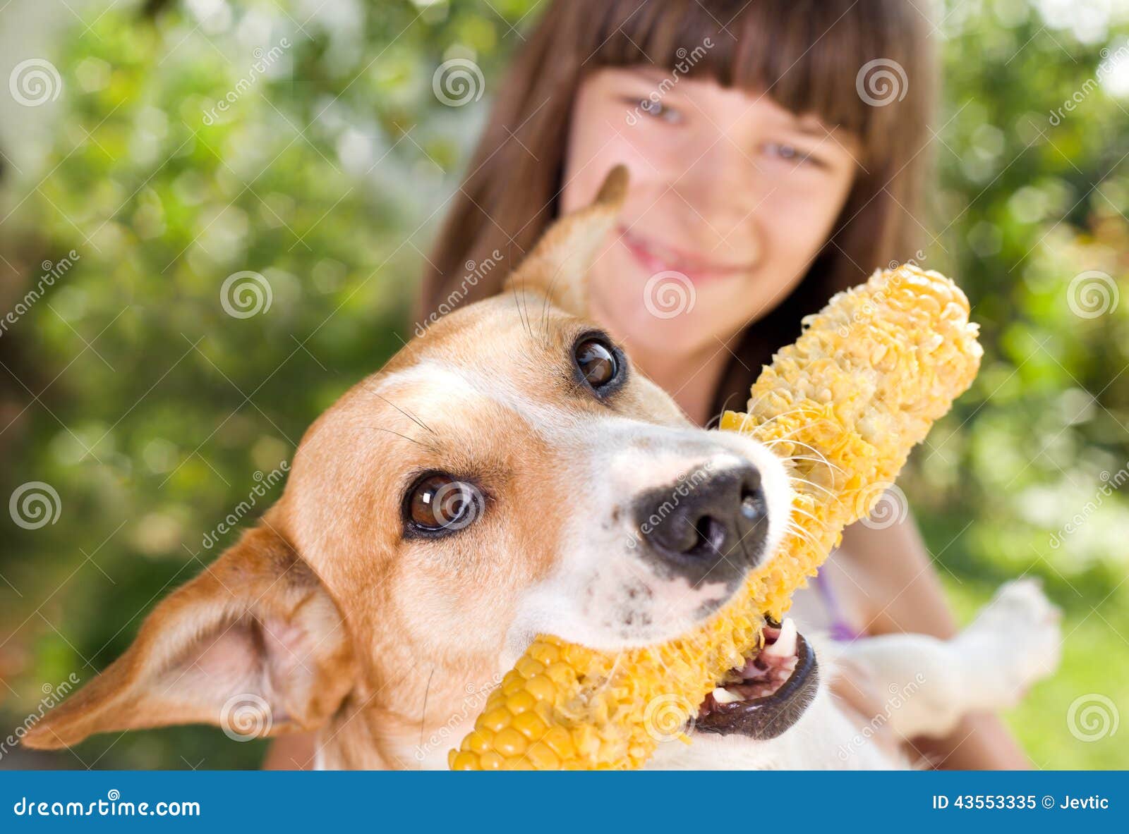 Dog with corn in mouth stock image. Image of close, naughty - 43553335