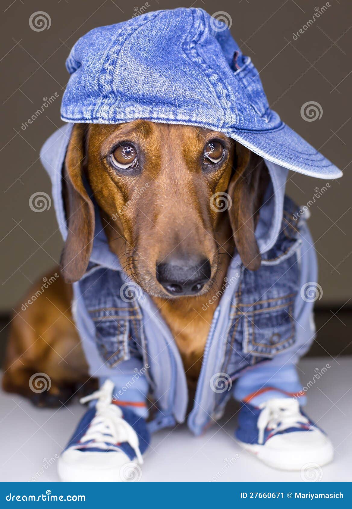 Dog in cotton cap stock image. Image of jaket, jeans - 27660671