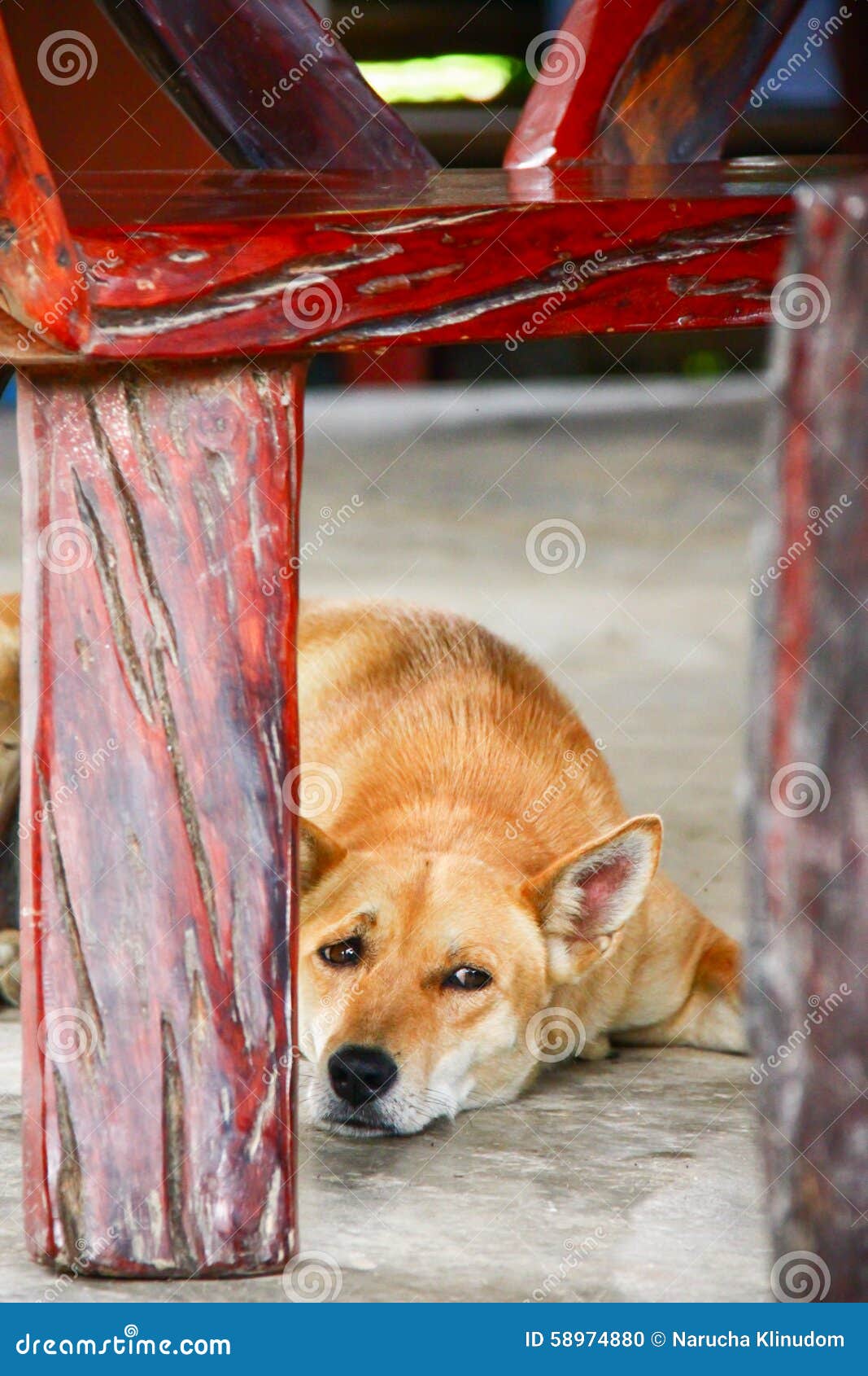Dog stock photo. Image of howl, brown, bark, chair, bite - 58974880