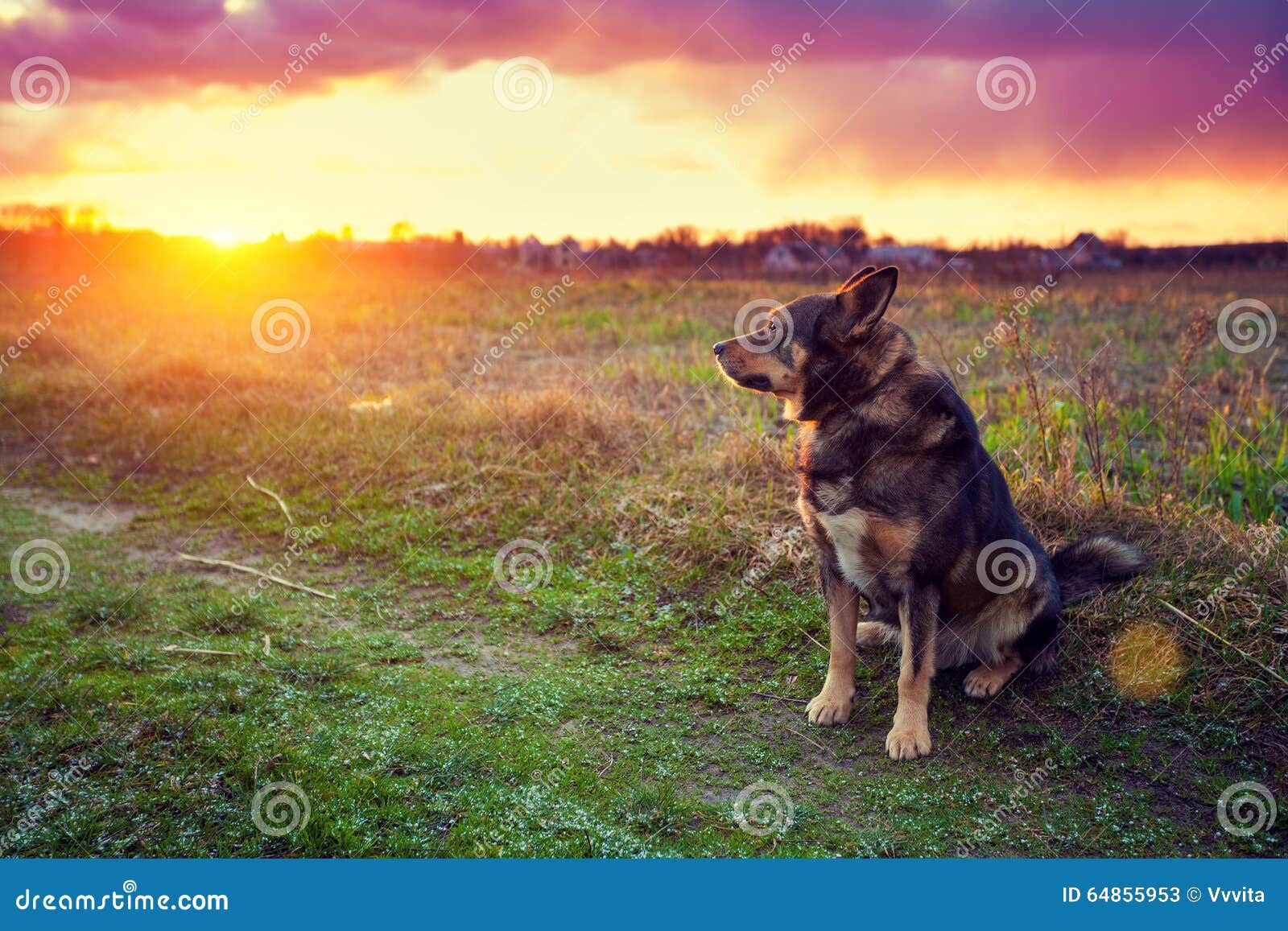 Dog in countryside stock image. Image of relax, clouds - 64855953