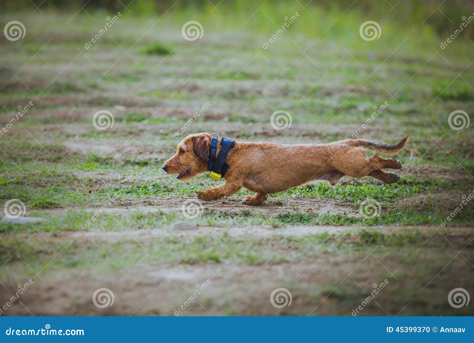 Dog coursing in fields stock photo. Image of coursing - 45399370