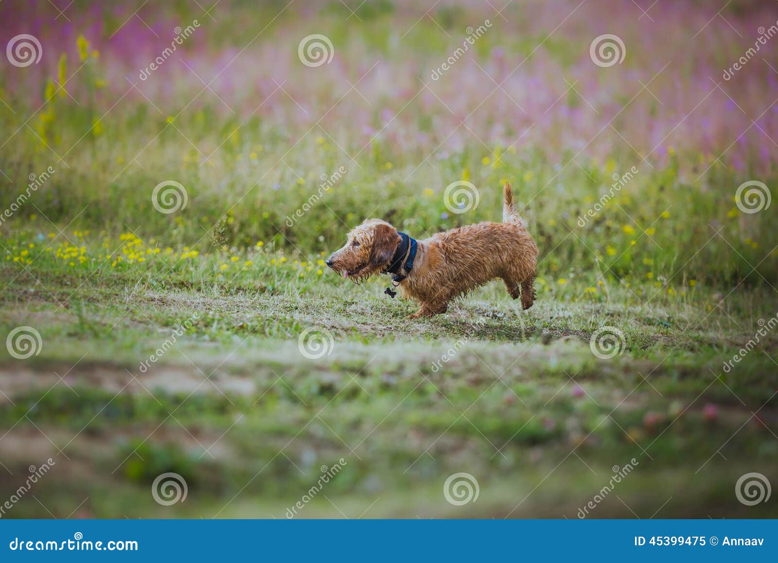 Dog coursing in fields stock image. Image of collar, race - 45399475