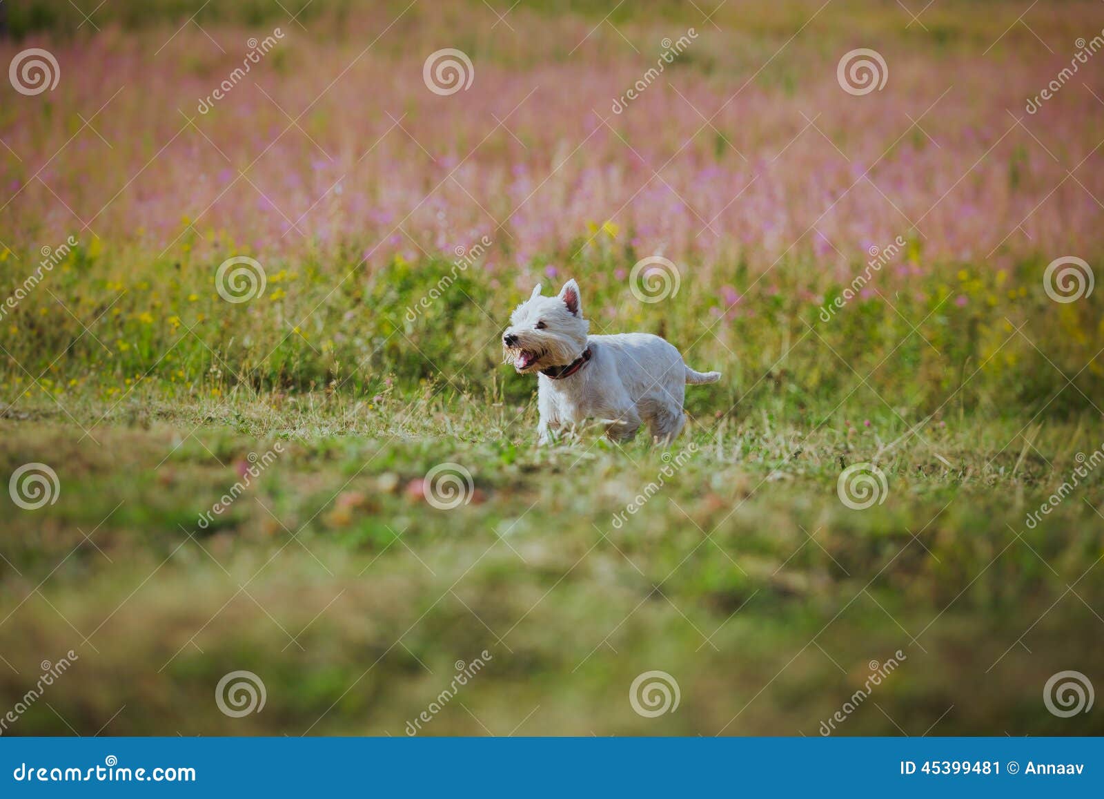 Dog coursing in fields stock image. Image of effort, force - 45399481