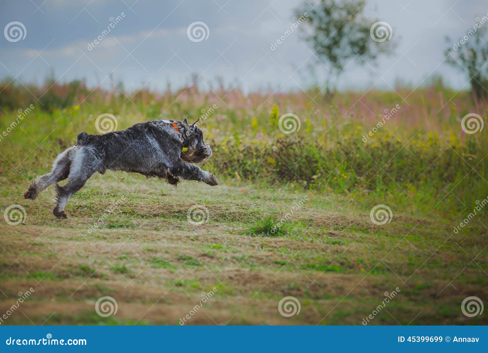 Dog coursing in fields stock image. Image of bets, coursing - 45399699