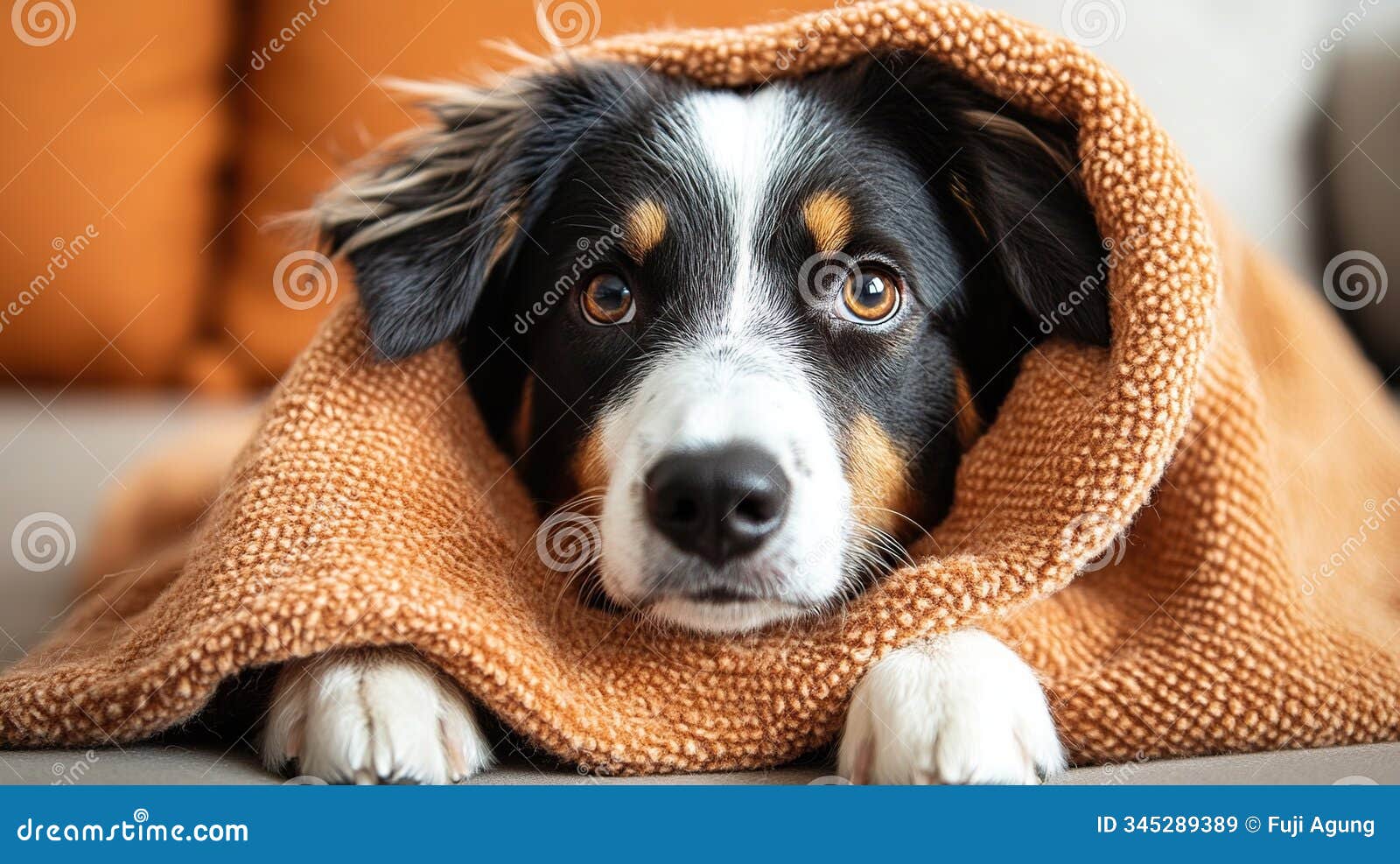 Dog Covered in Blanket stock illustration. Illustration of furry ...