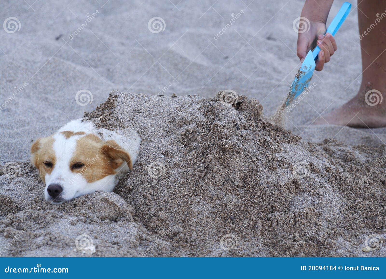 Dog covered with sand stock photo. Image of sand, beach - 20094184