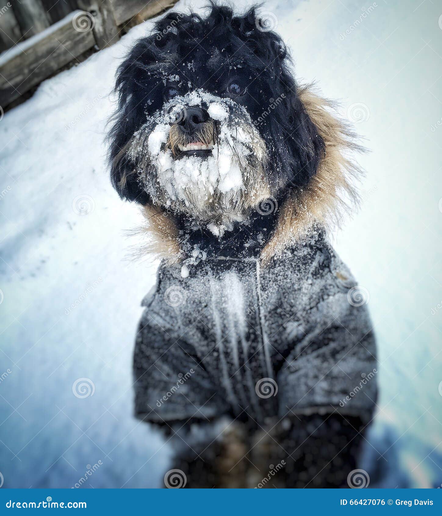 Dog covered in snow stock photo. Image of fence, snow - 66427076