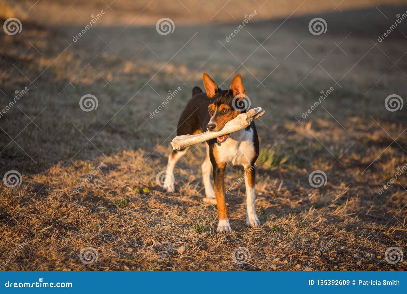 Dog with cow bone stock image. Image of funny, terrier - 135392609