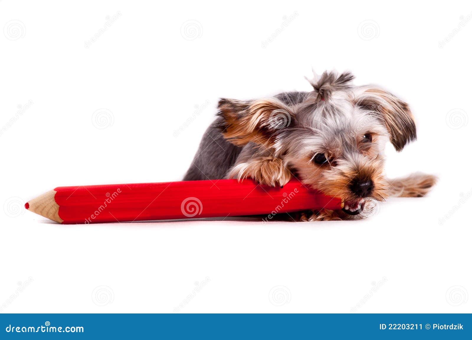 Dog with crayon stock image. Image of puppy, furry, looking - 22203211