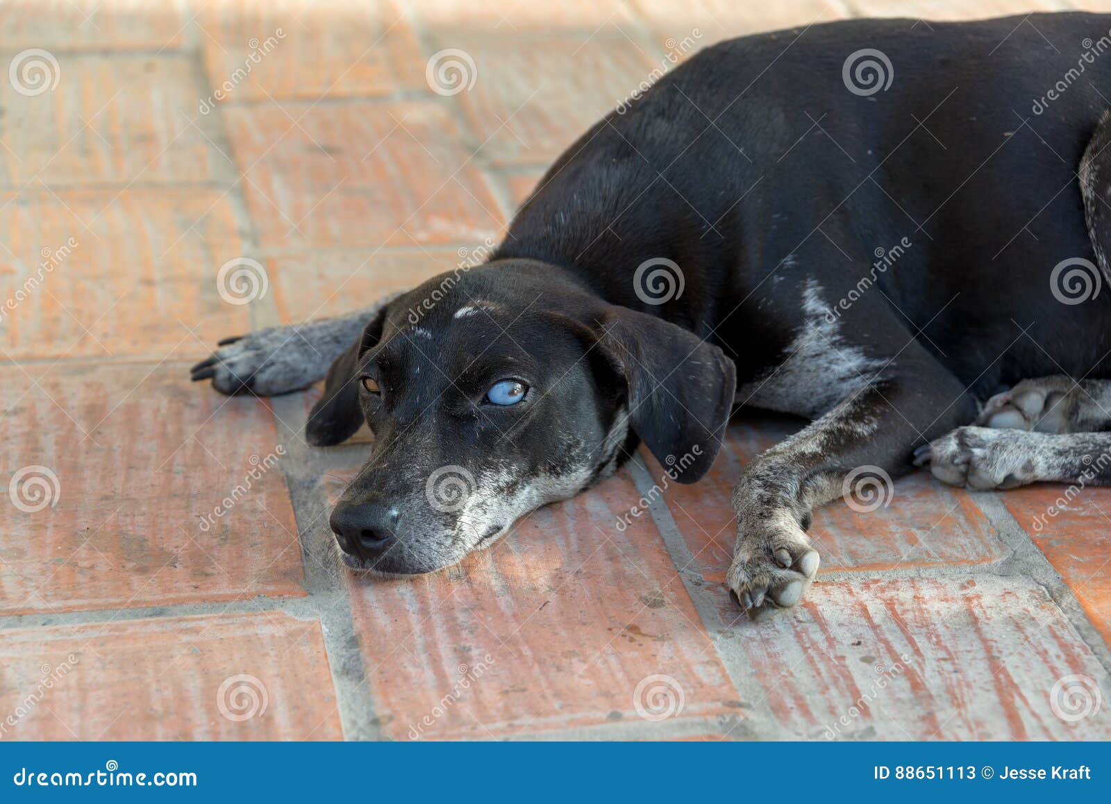 Dog with a Crazy Eye stock image. Image of exterior, america - 88651113