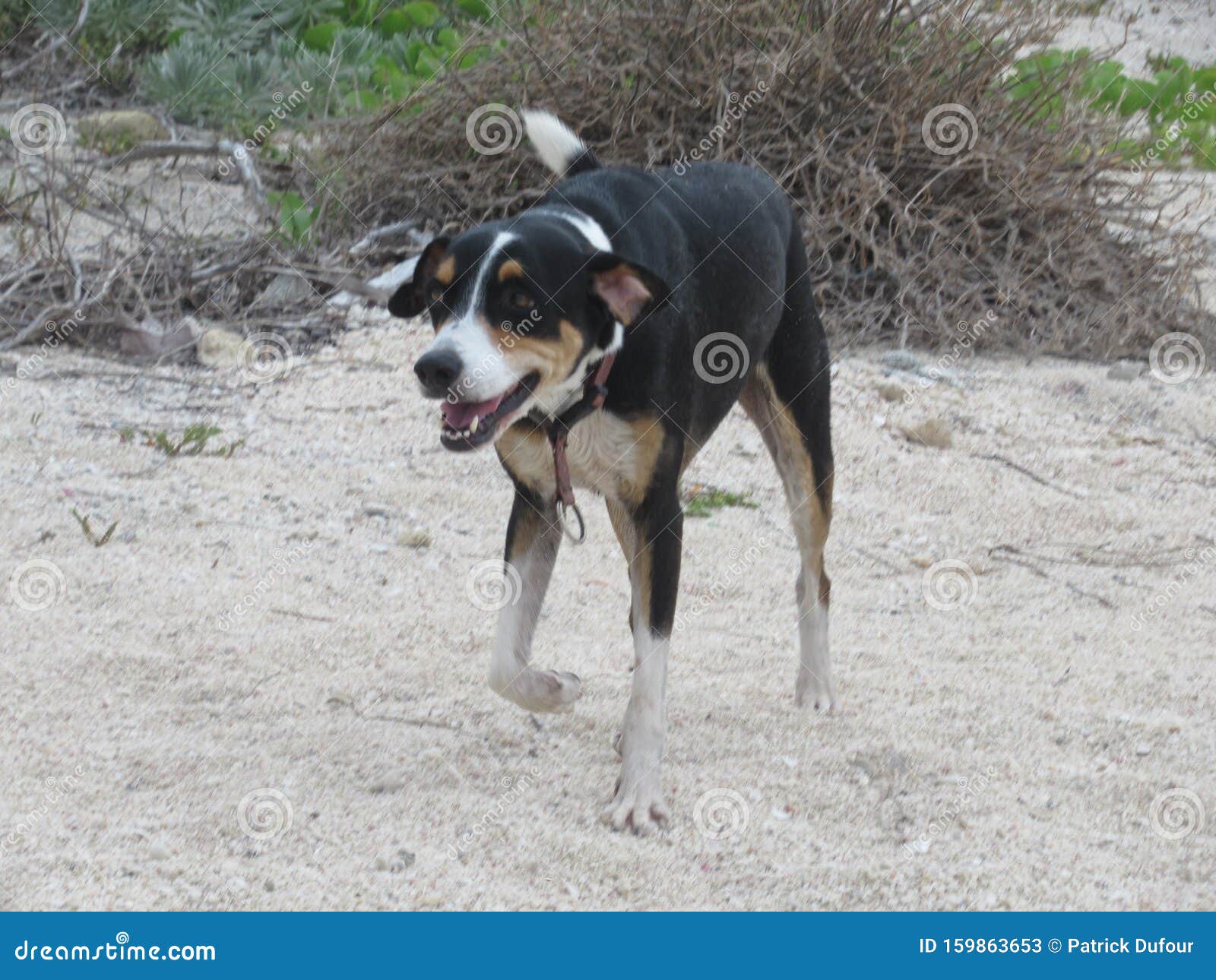A happy dog in the sand stock image. Image of beagle - 159863653